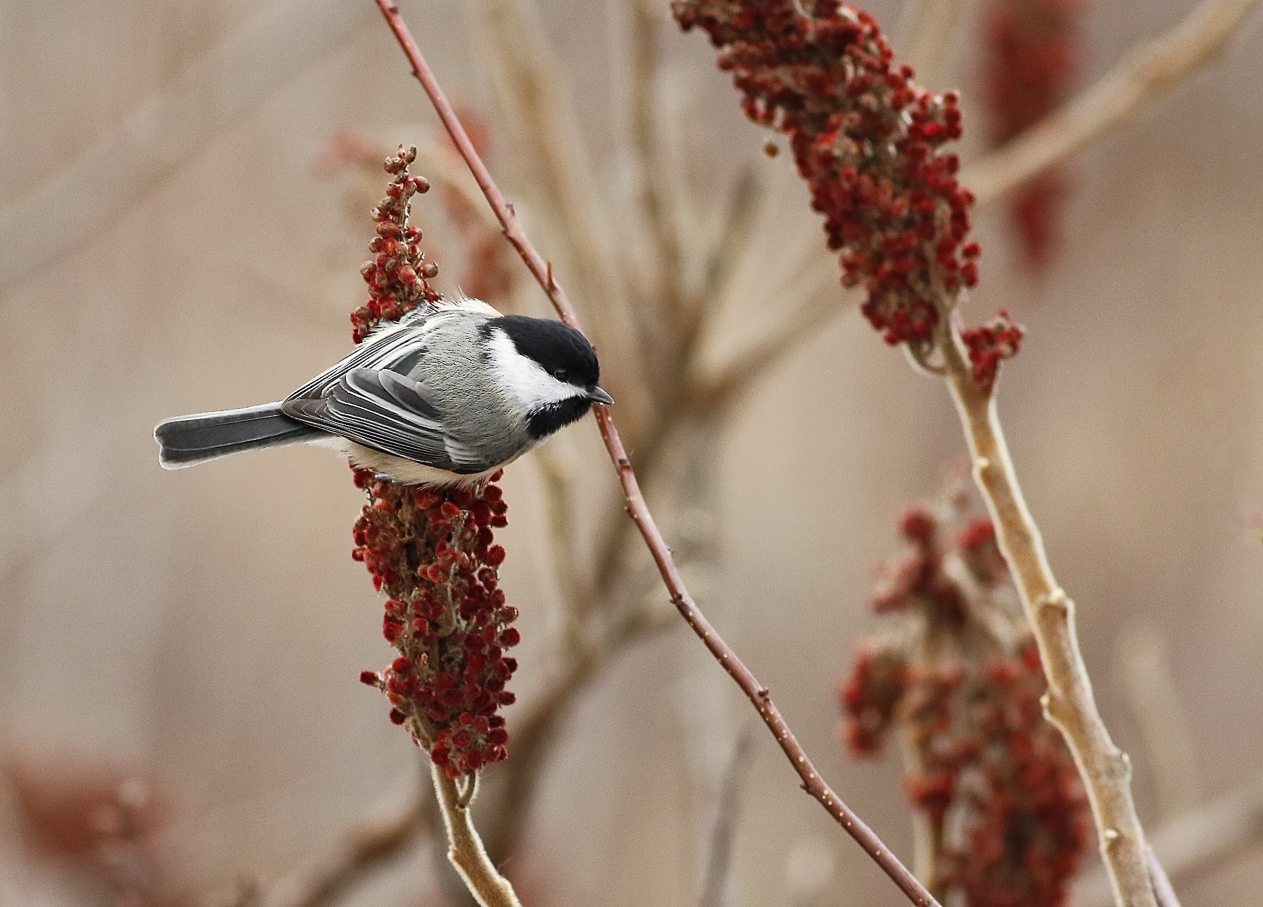 How Do Song Birds Survive Winter - K-12 Education : K-12 Education