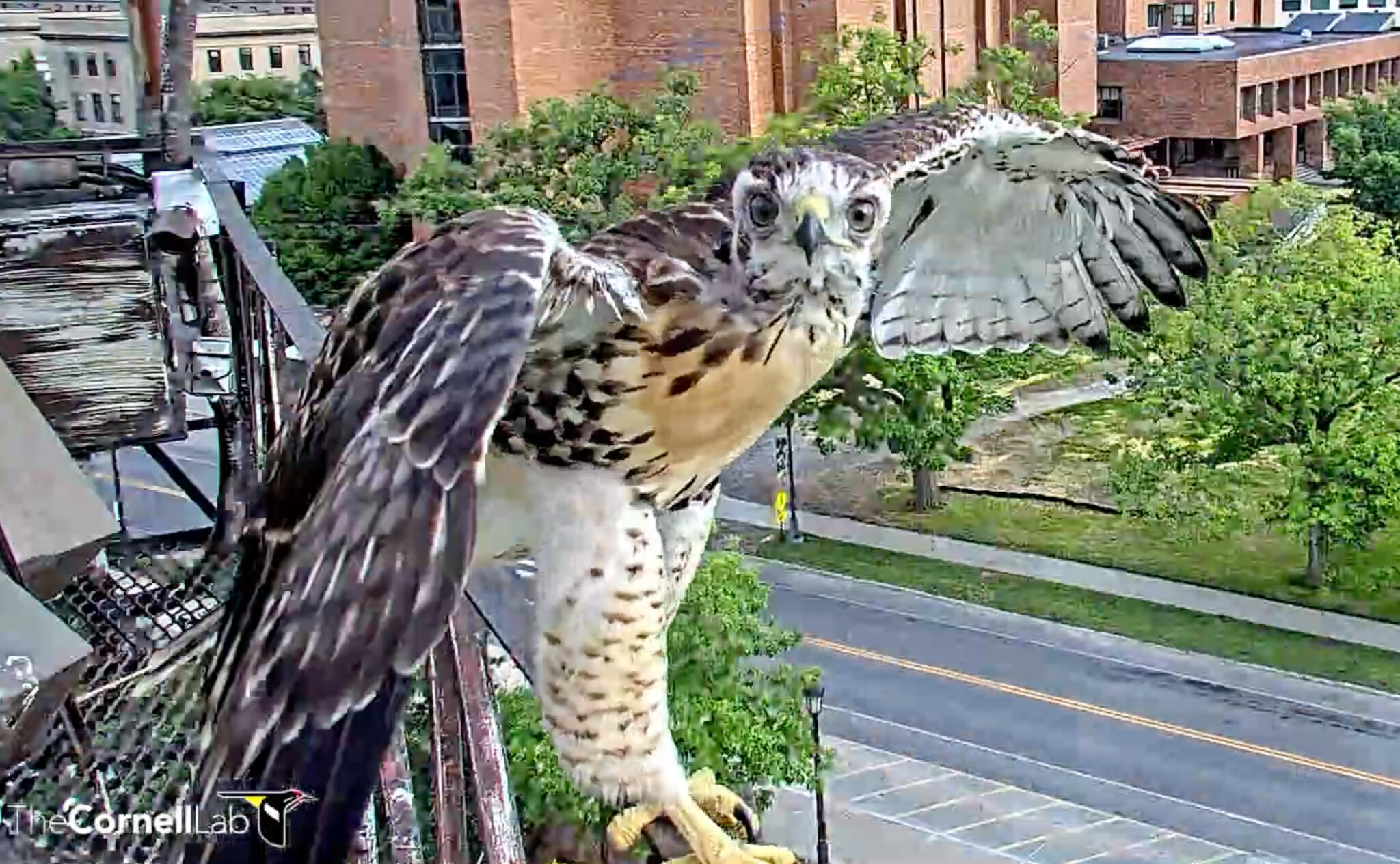 Home | Cornell Bird Friendly Campus Initiative