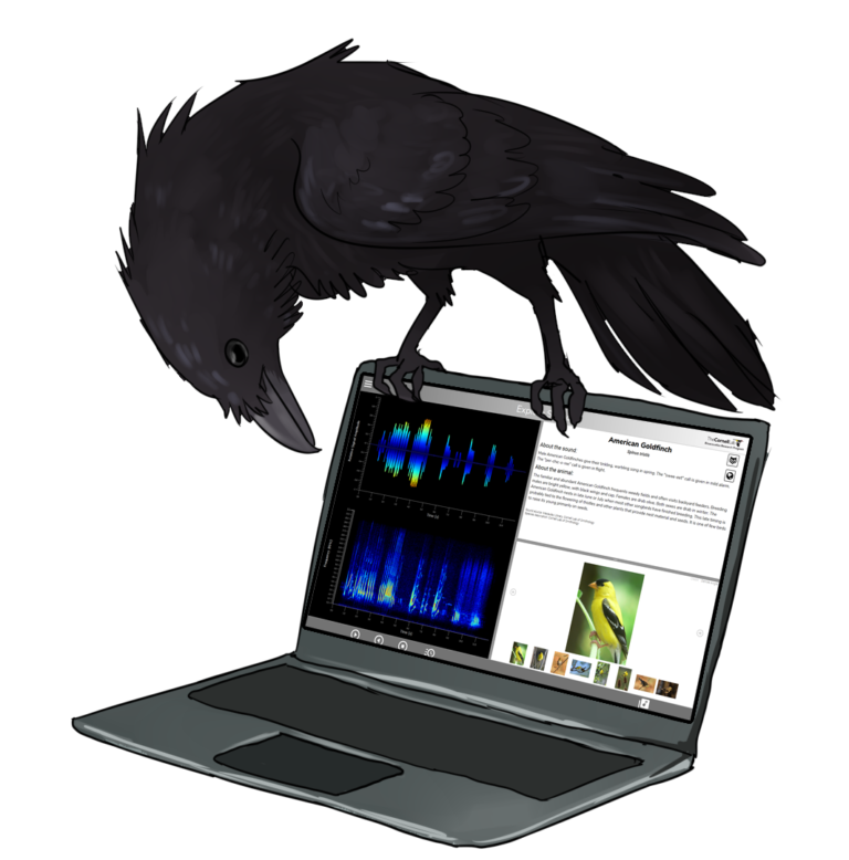 Raven Exhibit Aiding STEM Education – K. Lisa Yang Center for ...