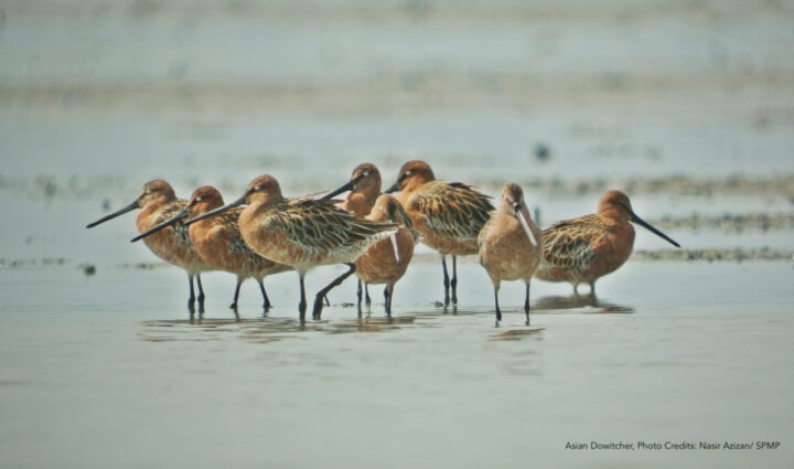 A study of migratory birds in the East Asian Flyway – K. Lisa Yang ...