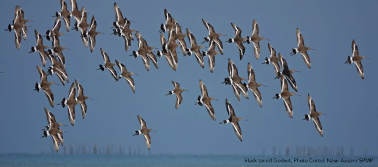 A study of migratory birds in the East Asian Flyway – K. Lisa Yang ...