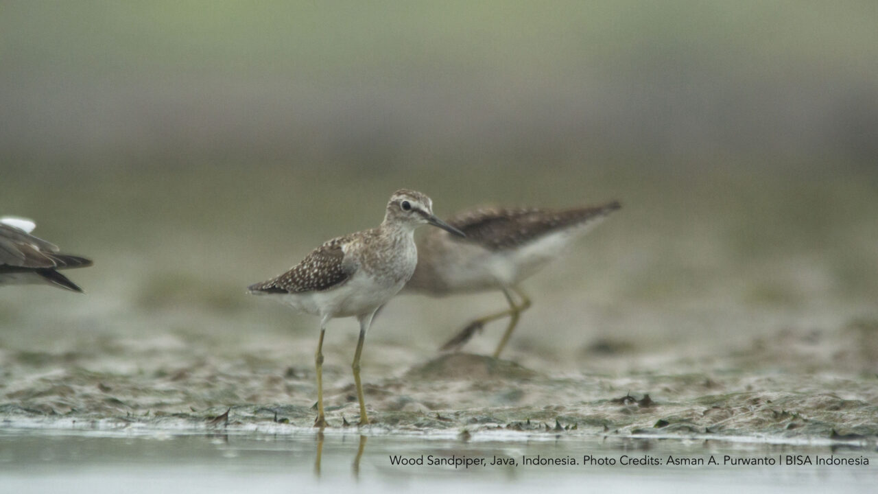 A study of migratory birds in the East Asian Flyway – K. Lisa Yang Center for Conservation ...