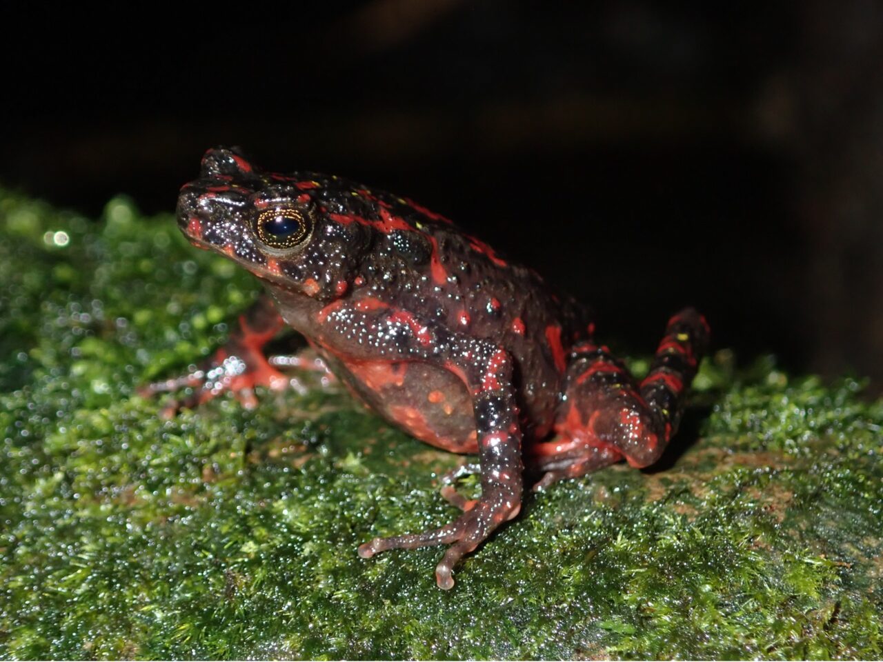 The Hidden Symphony: Challenges in Capturing the Sounds of Indonesia’s ...