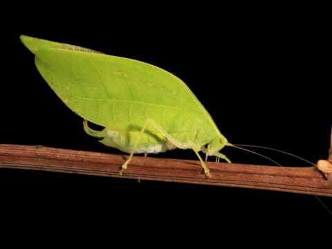 K. Lisa Yang Center for Conservation Bioacoustics – Center for ...