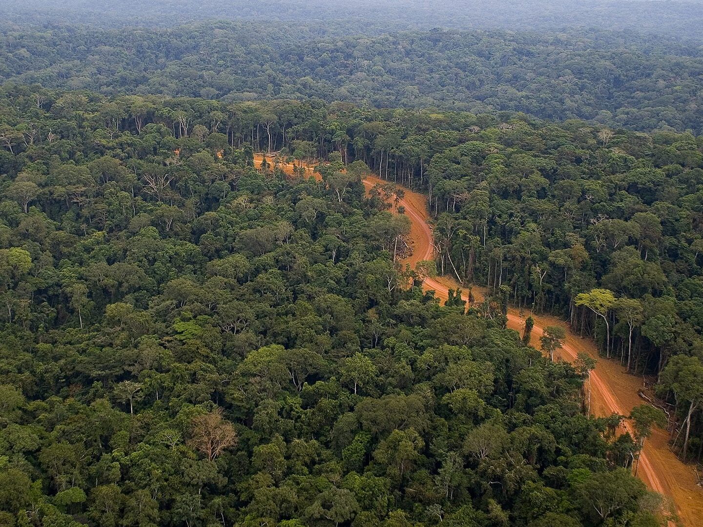 Elephant Listening Project – K. Lisa Yang Center for Conservation ...