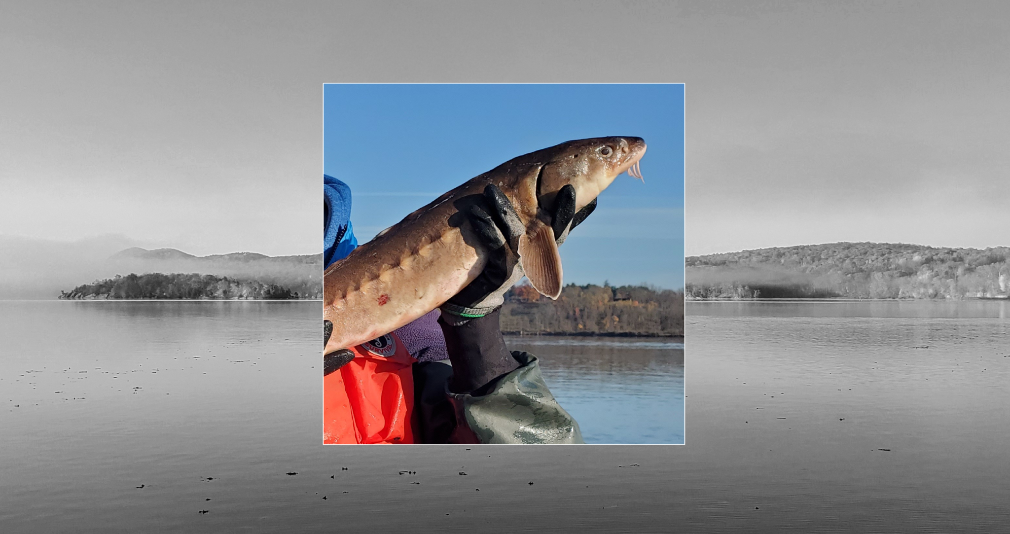 Freshwater Fish Monitoring – K. Lisa Yang Center for Conservation ...