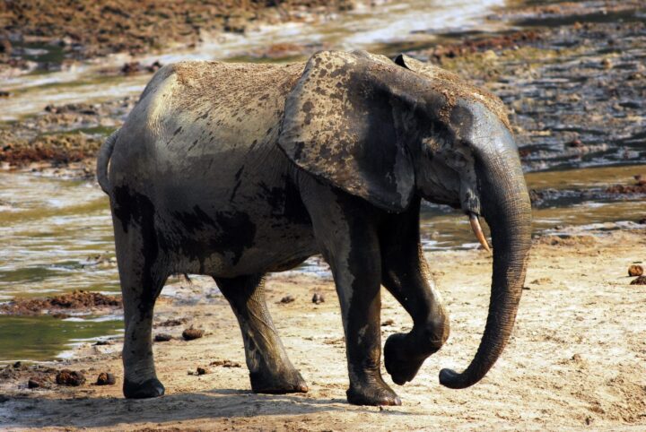 Elephant Sound – K. Lisa Yang Center for Conservation Bioacoustics