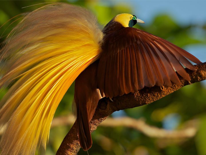 Conservation Media