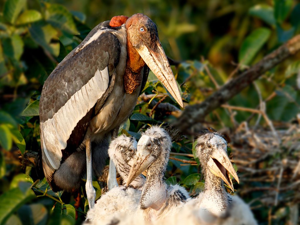 Articles – Page 5 – Conservation Media