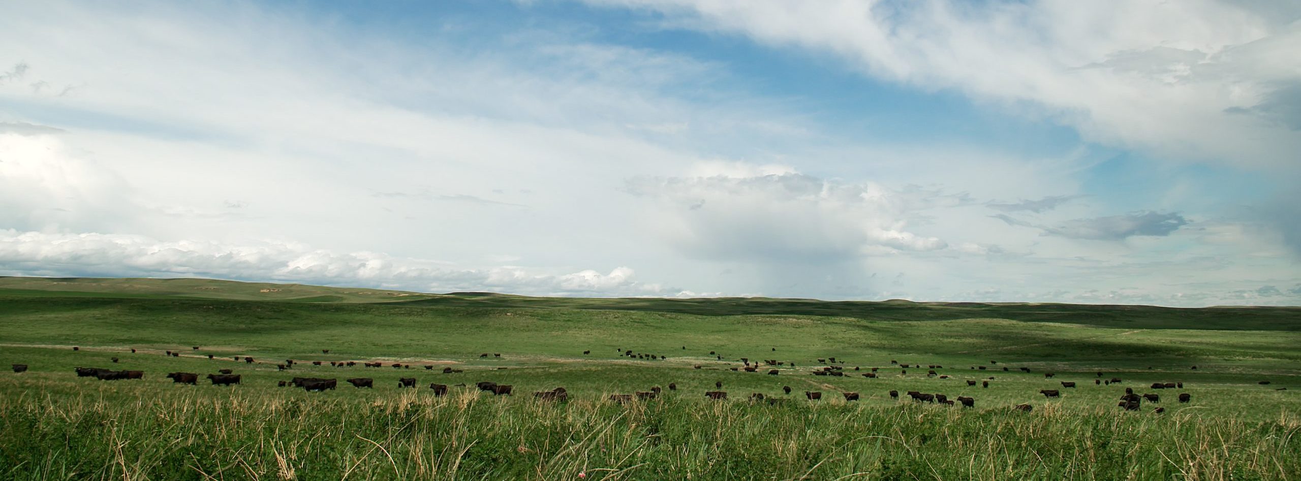 Grasslands Conservation In The Northern Great Plains Conservation Media