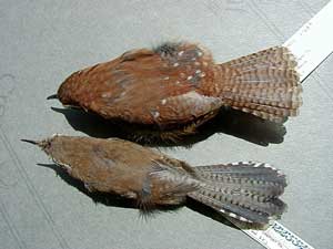 Comparisons of the tails of Carolina and Bewick's wrens