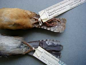 Comparisons of the tails of Carolina and Bewick's wrens