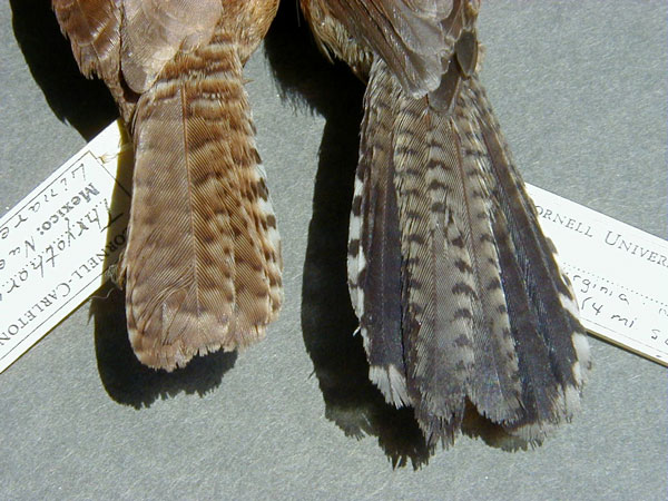 Comparisons of the tails of Carolina and Bewick's wrens