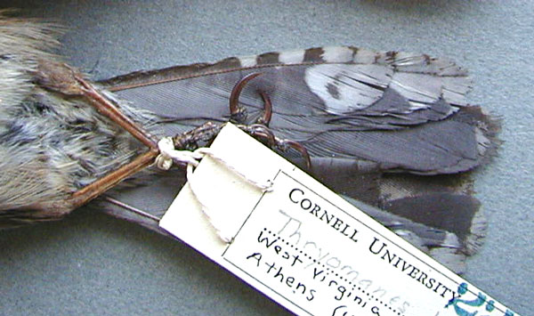 Comparisons of the tails of Carolina and Bewick's wrens