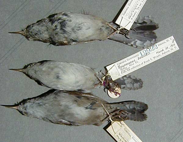 Comparisons of the tails of Carolina and Bewick's wrens