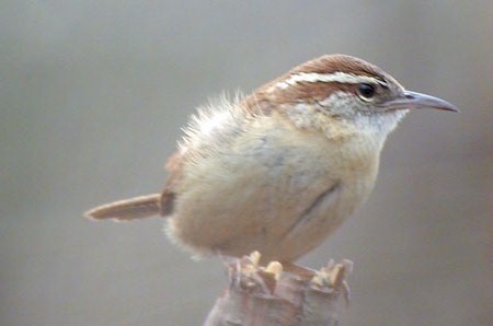 Comparisons of the tails of Carolina and Bewick's wrens