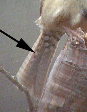 Comparisons of the tails of Carolina and Bewick's wrens