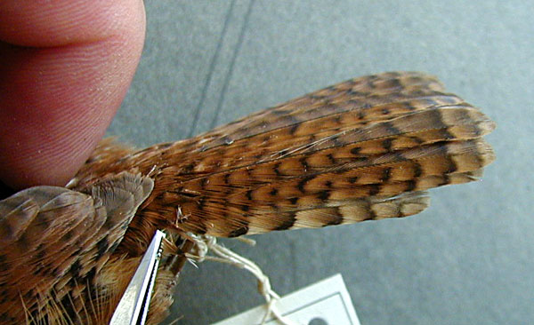 Comparisons of the tails of Carolina and Bewick's wrens