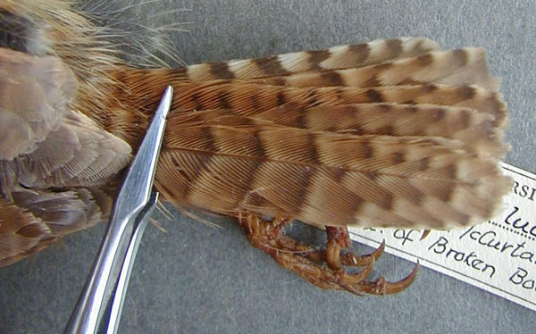 Comparisons of the tails of Carolina and Bewick's wrens