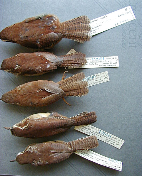 Comparisons of the tails of Carolina and Bewick's wrens