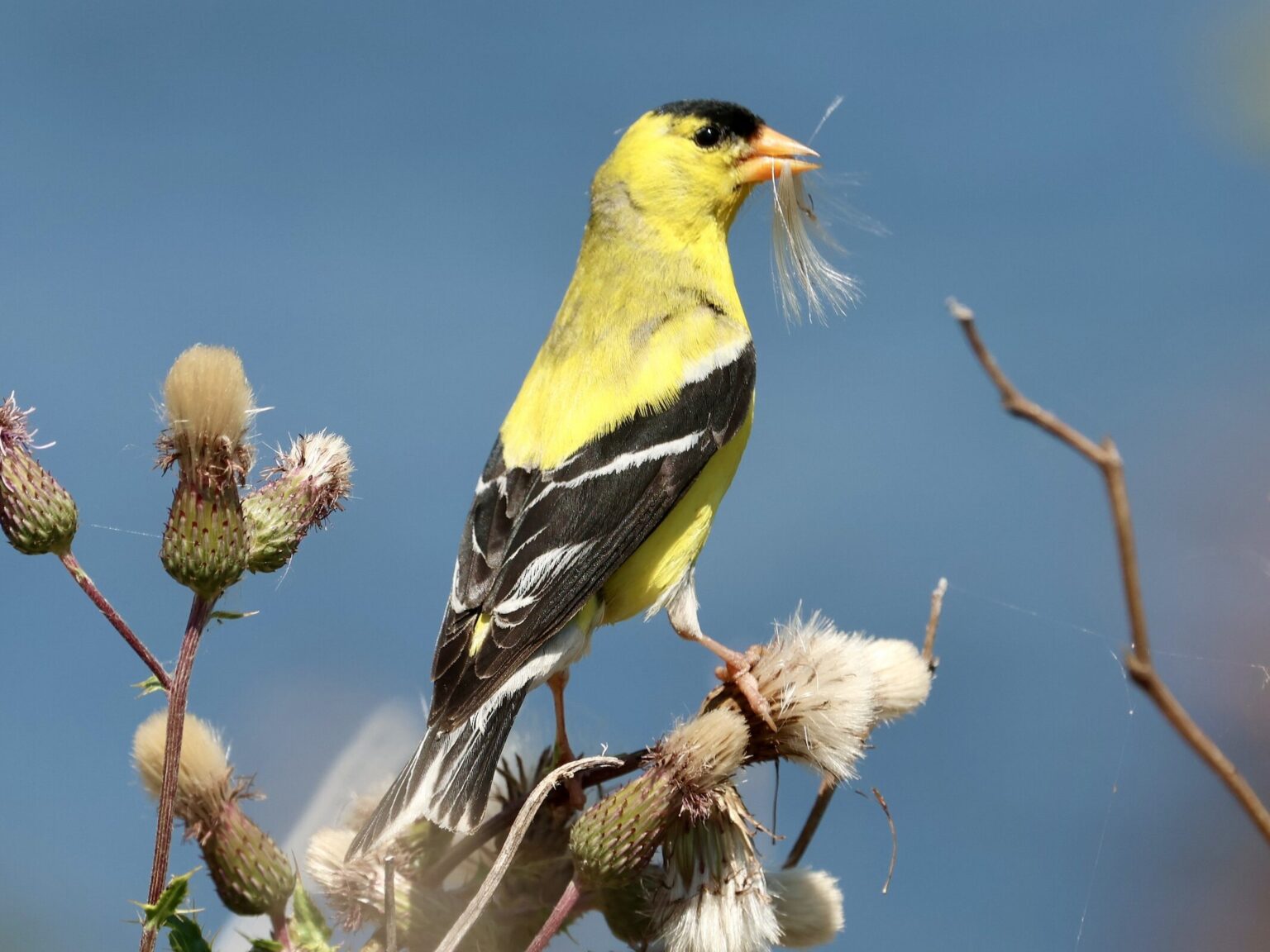 Bird-Friendly Action – Center for Engagement in Science and Nature