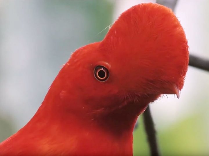 Available on Six Continents, Merlin Bird ID Can Now Identify 6,000 ...