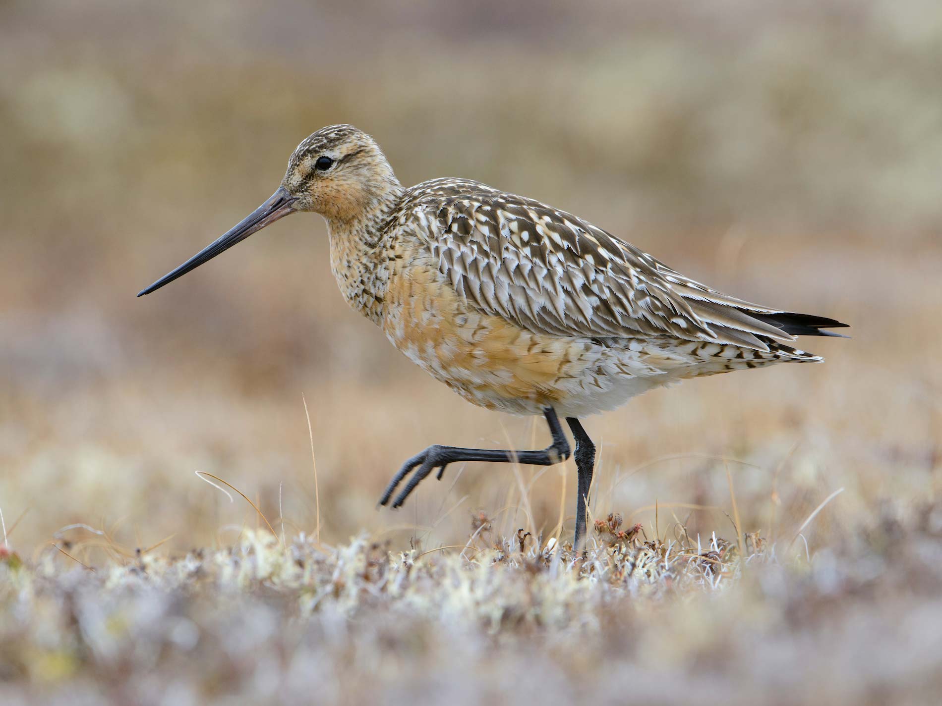 About | Birds, Cornell Lab of Ornithology