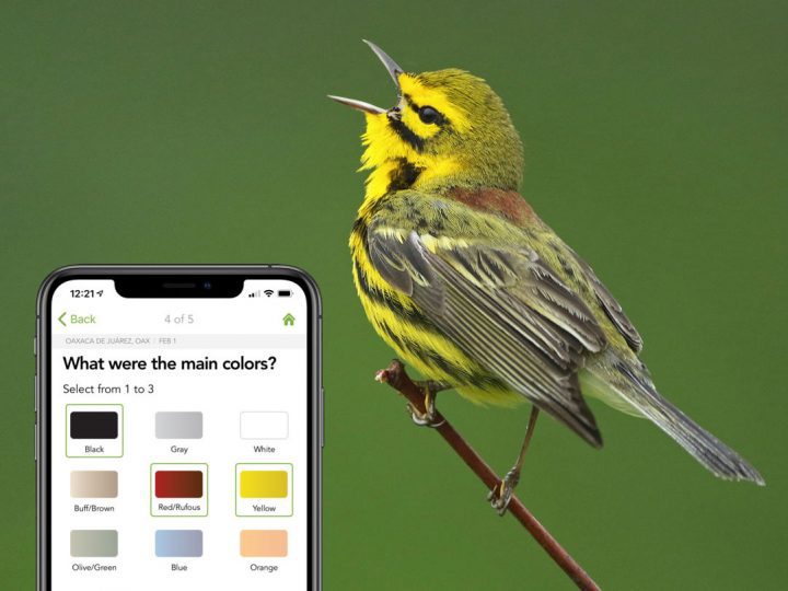 Powered by Data from eBird and NASA, These Maps Are a Game-Changer for ...