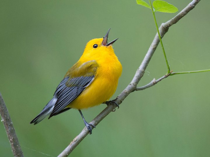 Advancement | Birds, Cornell Lab of Ornithology