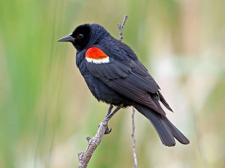 Available on Six Continents, Merlin Bird ID Can Now Identify 6,000 ...