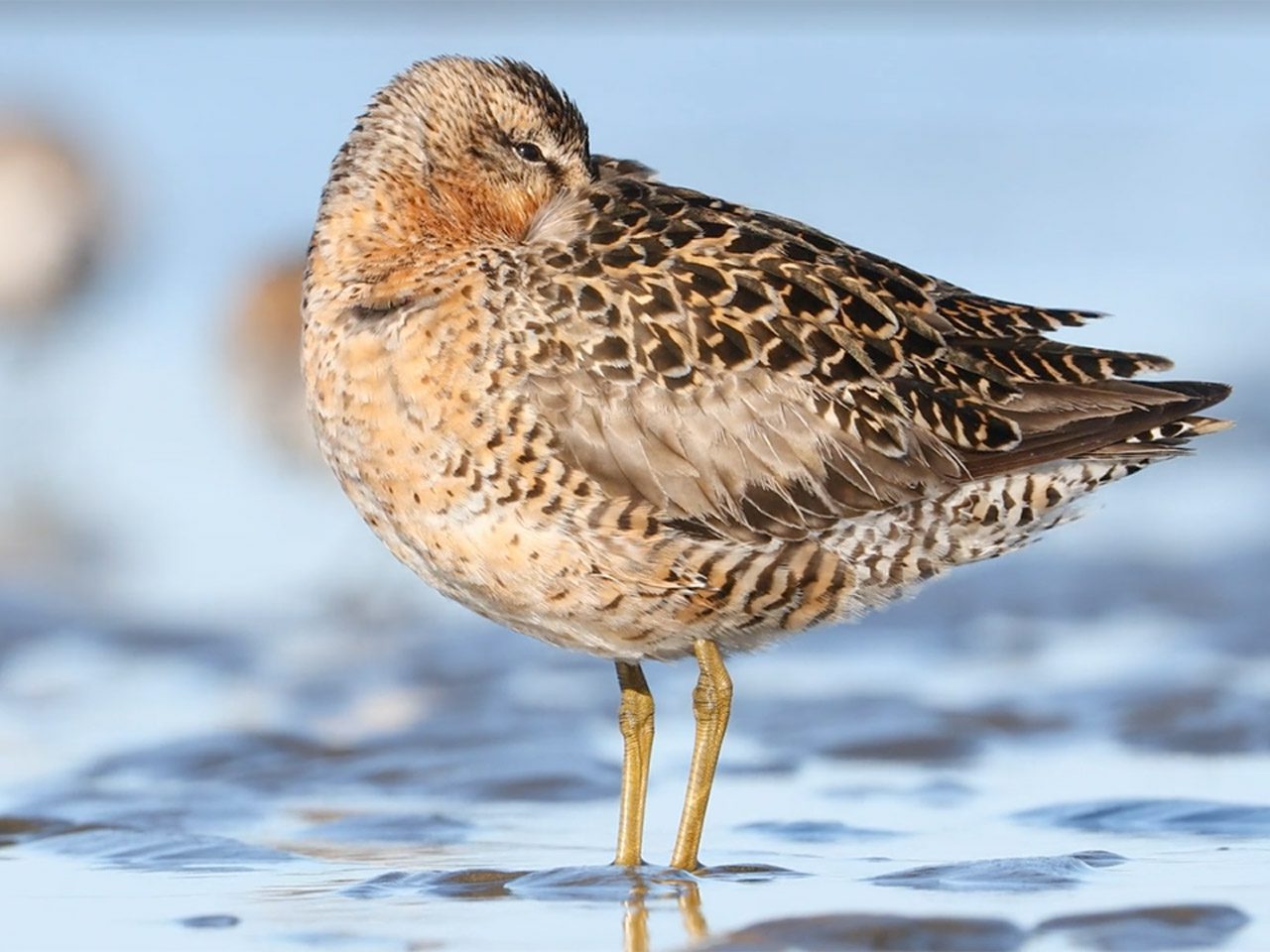 “Hargila” Film Documents India's Grassroots Effort to Save the ...