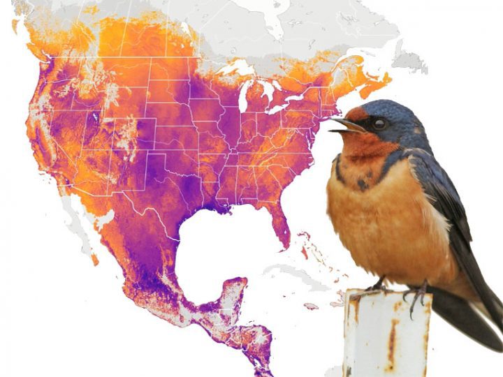 Revitalizing the Pacific Flyway | Birds, Cornell Lab of Ornithology