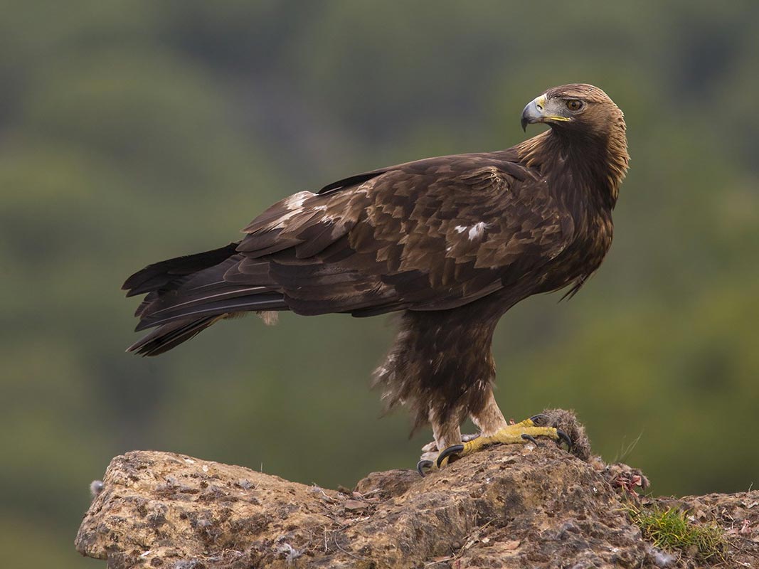 Our Work | Birds, Cornell Lab of Ornithology