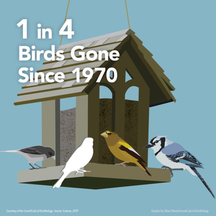 Nearly 3 Billion Birds Gone | Birds, Cornell Lab of Ornithology