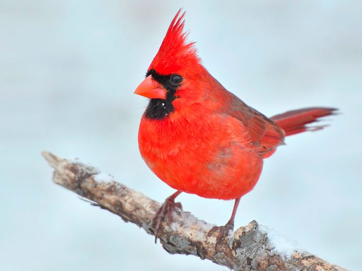 Support Our Cause Birds Cornell Lab Of Ornithology