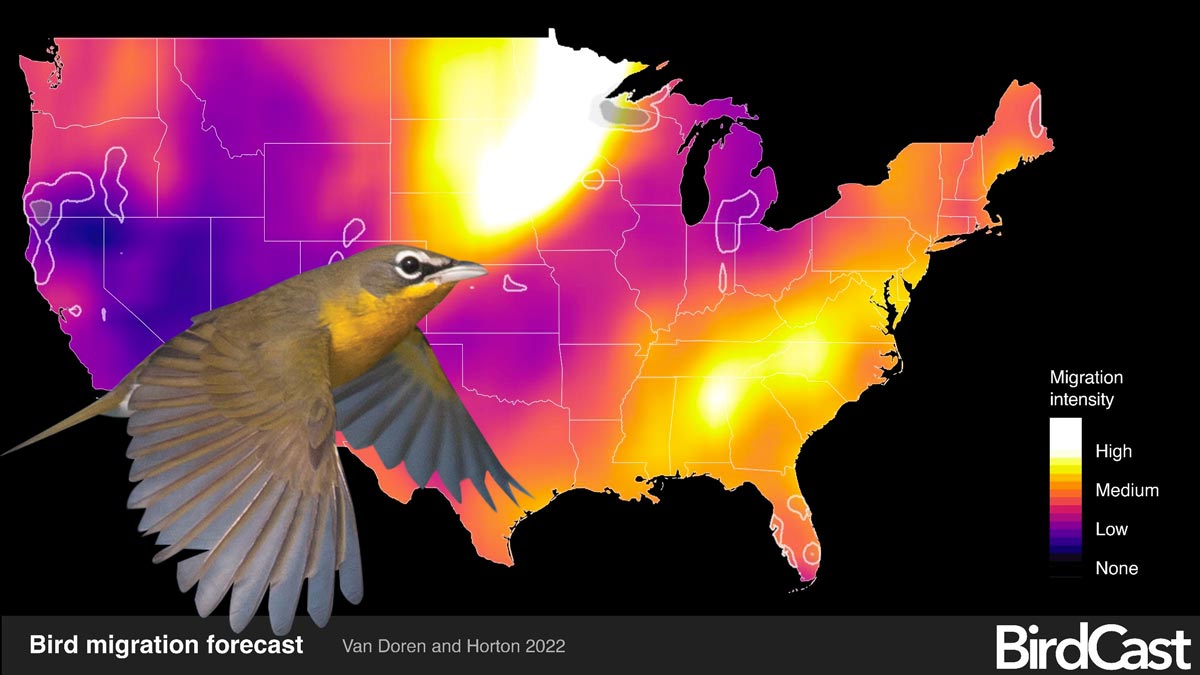 Cornell Lab Annual Report 2022 Birds Cornell Lab Of Ornithology