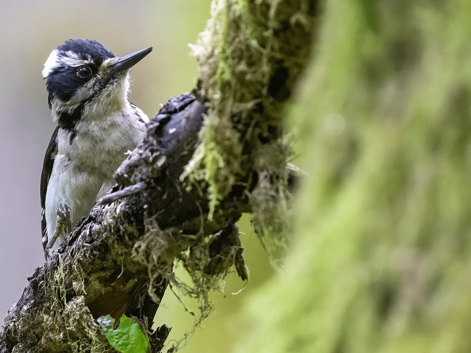 Virtual Experiences | Birds, Cornell Lab of Ornithology