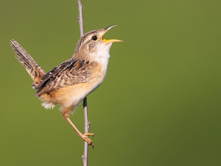 Virtual Experiences | Birds, Cornell Lab of Ornithology