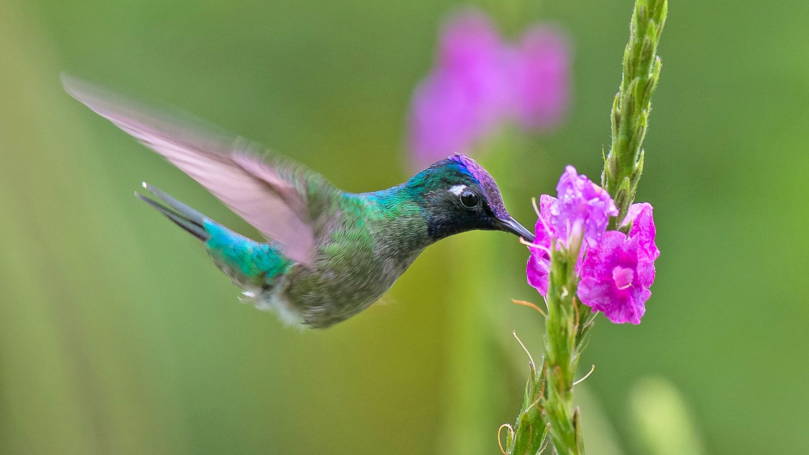 Chairman's Council | Birds, Cornell Lab of Ornithology
