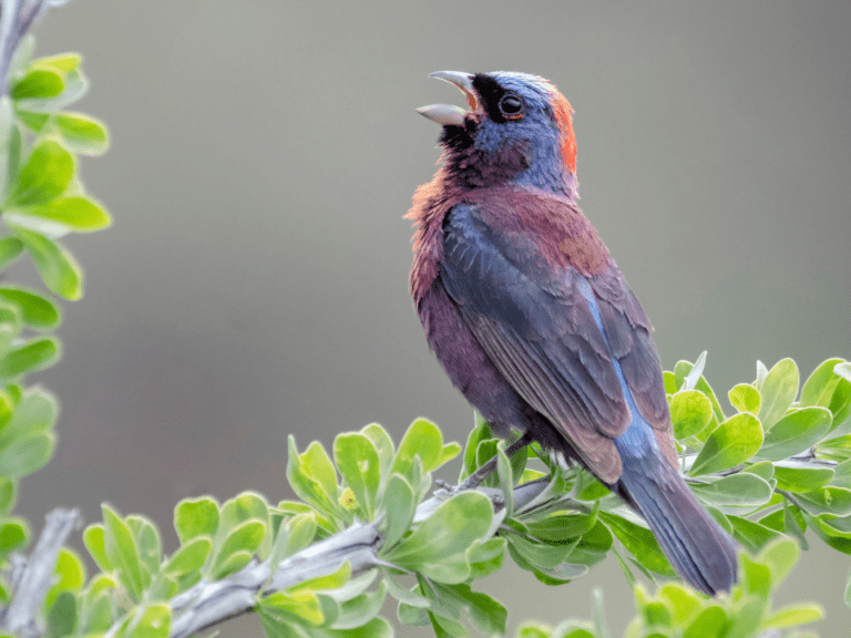 Virtual Experiences | Birds, Cornell Lab of Ornithology
