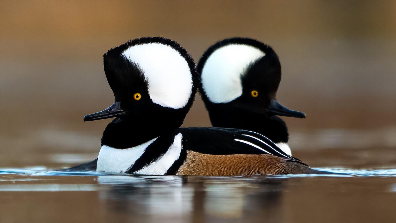 Visit Us | Birds, Cornell Lab of Ornithology