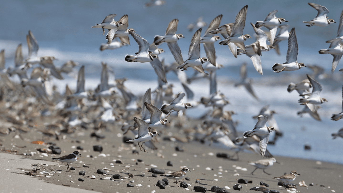 Revitalizing the Pacific Flyway | Birds, Cornell Lab of Ornithology
