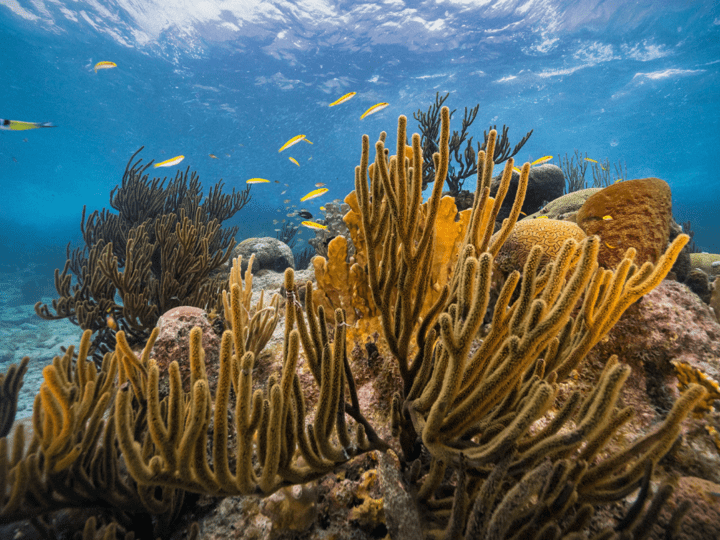 Powered by Data from eBird and NASA, These Maps Are a Game-Changer for ...