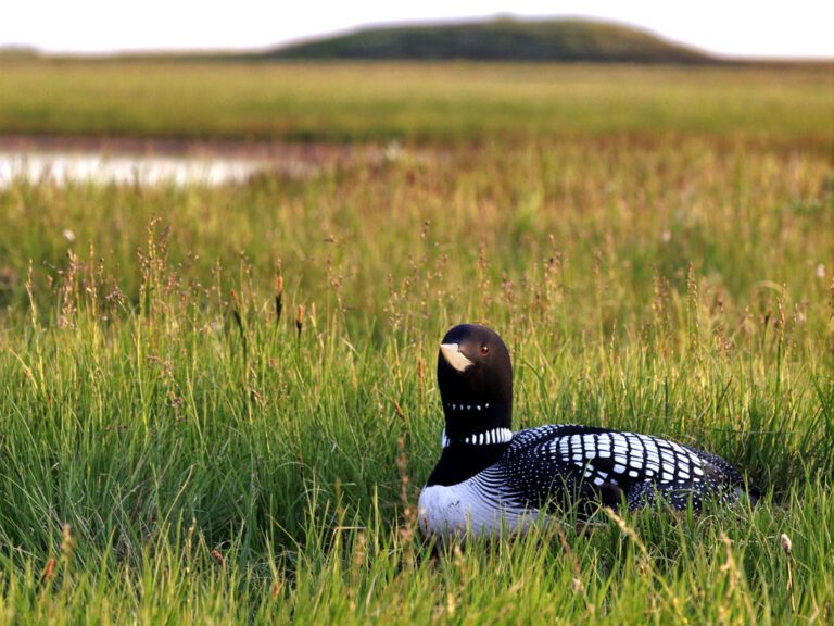 Powered by Data from eBird and NASA, These Maps Are a Game-Changer for ...