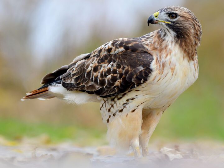 Cornell Lab of Ornithology—Home | Birds, Cornell Lab of Ornithology