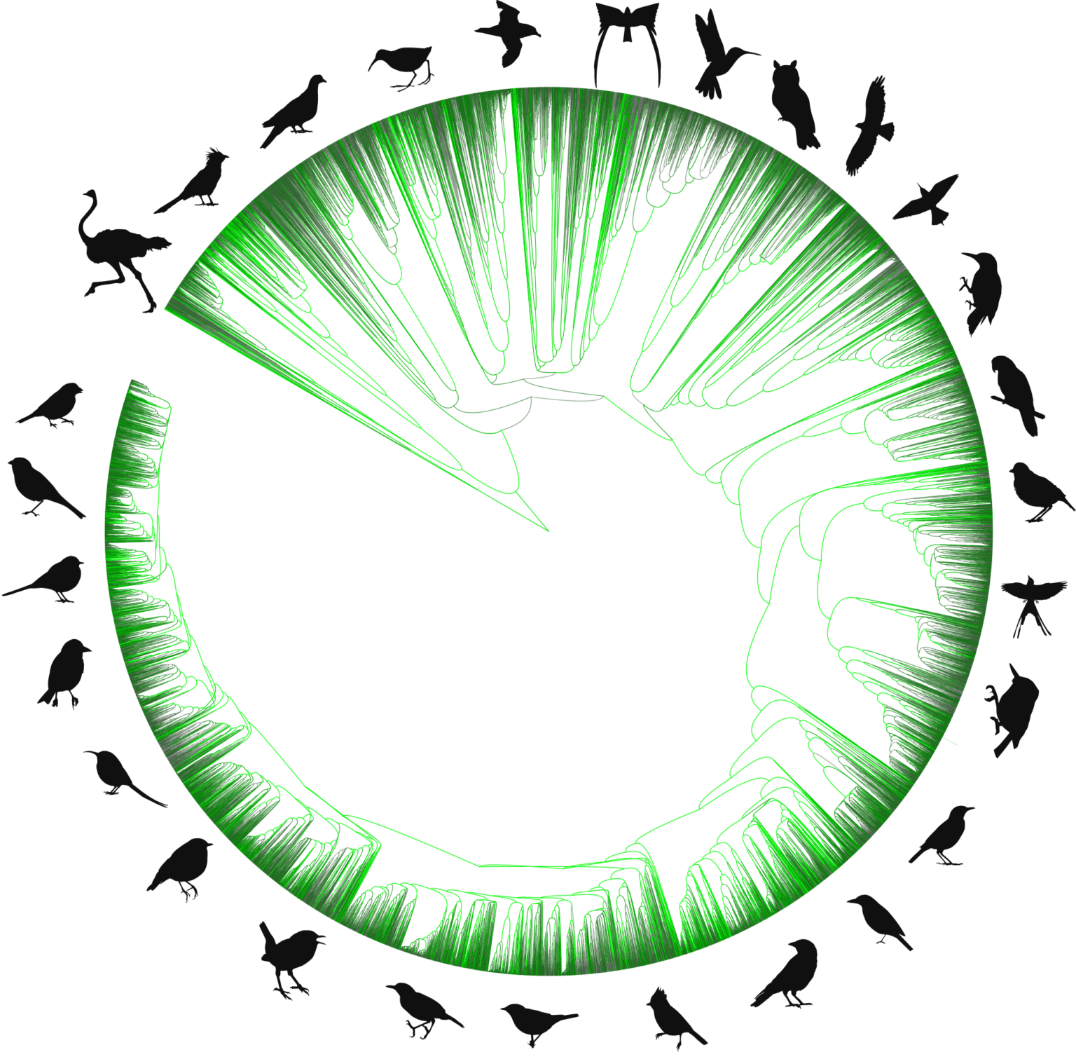 For the First Time, All Avian Evolutionary Relationships Revealed ...