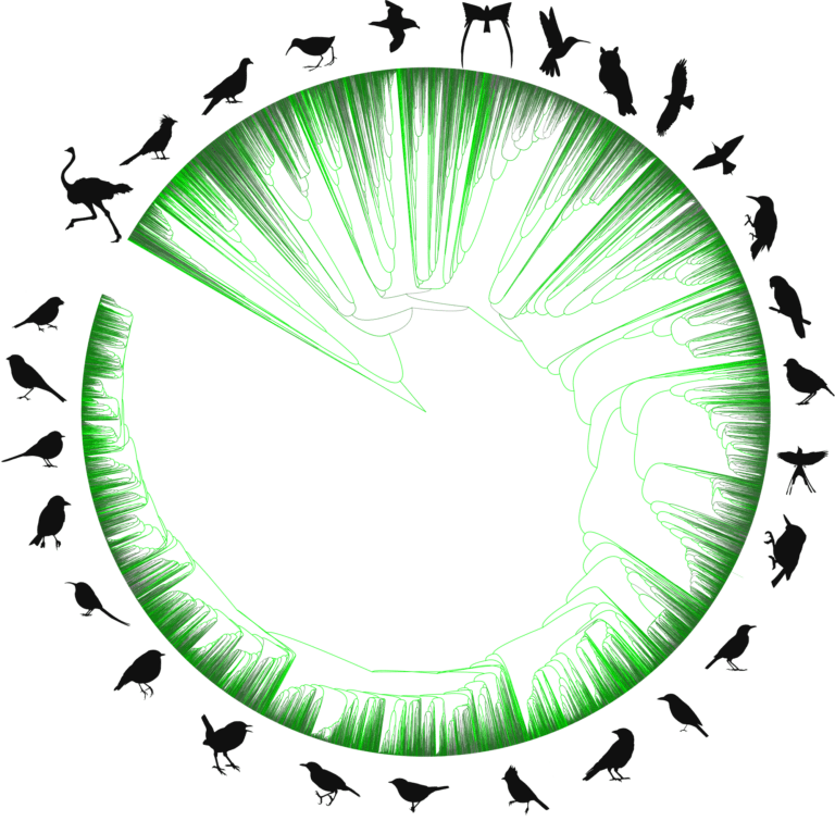 For the First Time, All Avian Evolutionary Relationships Revealed ...