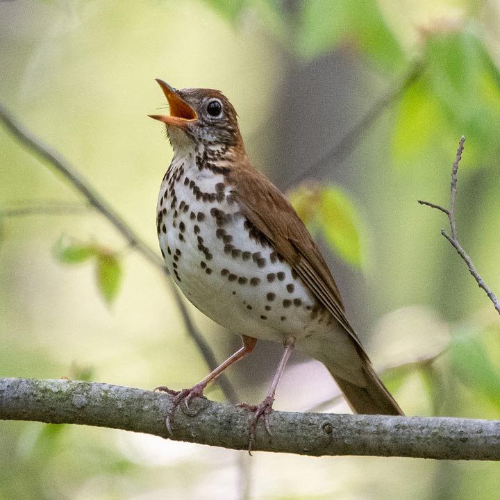 What to Do | Birds, Cornell Lab of Ornithology