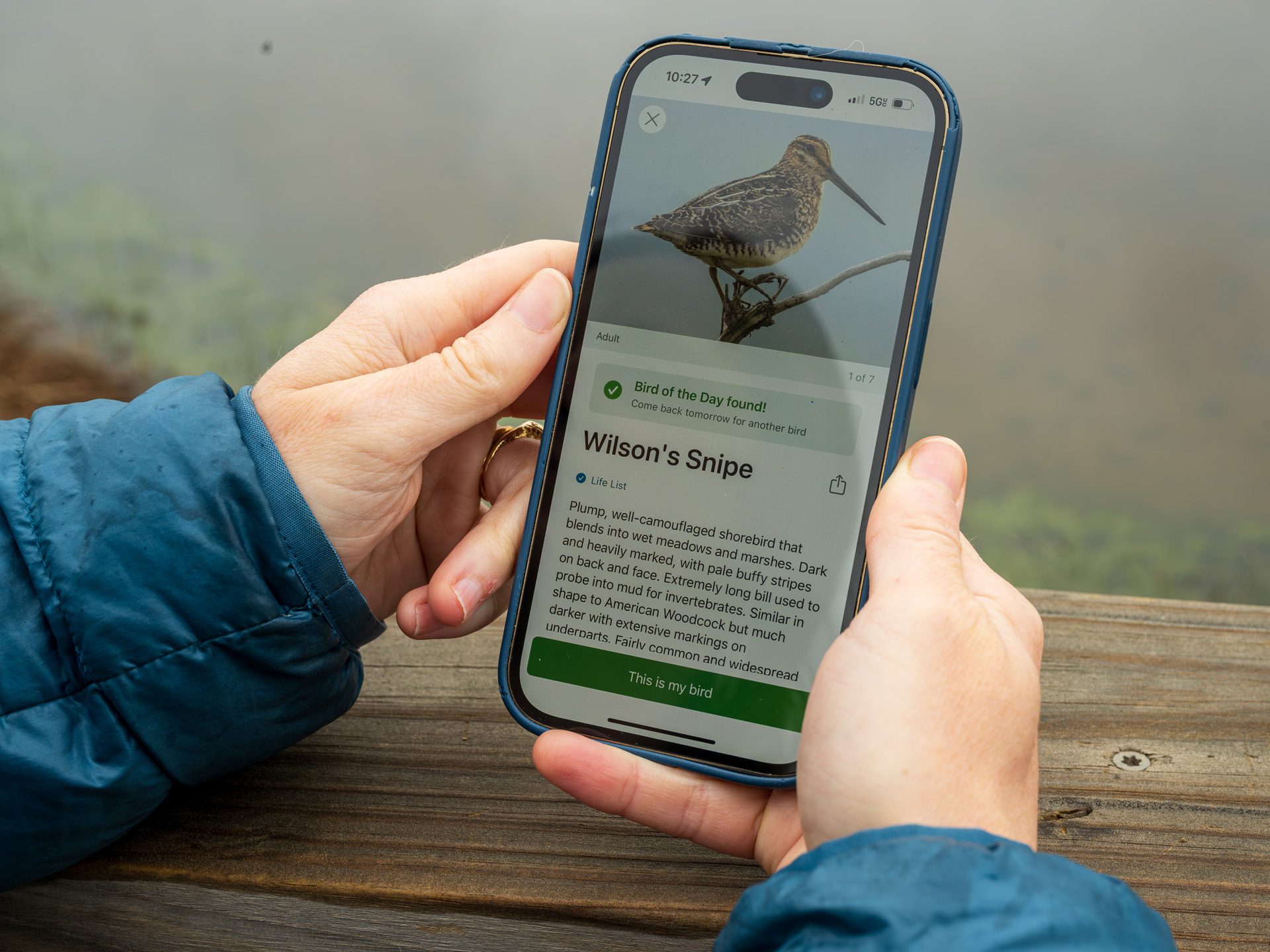 The Magic of Merlin | Birds, Cornell Lab of Ornithology