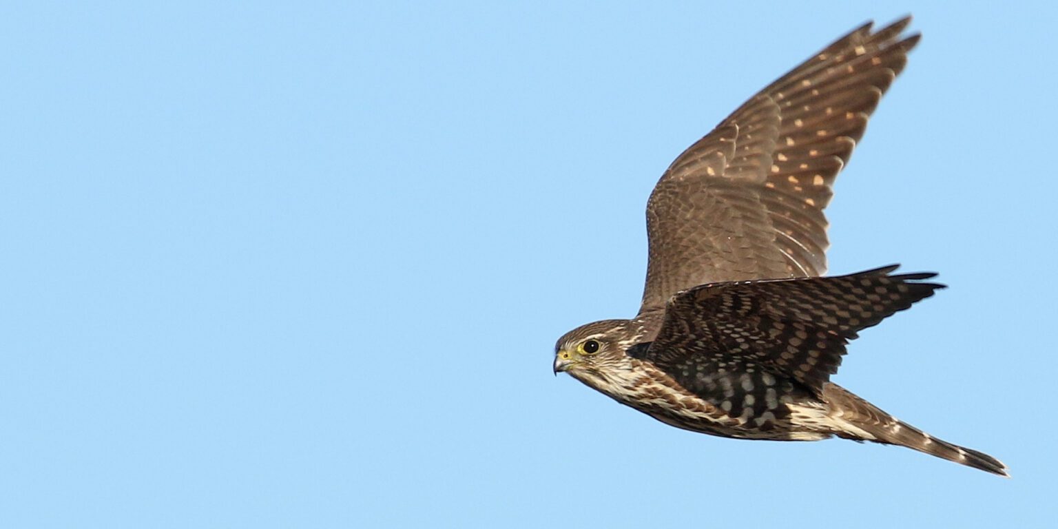 The Magic of Merlin | Birds, Cornell Lab of Ornithology